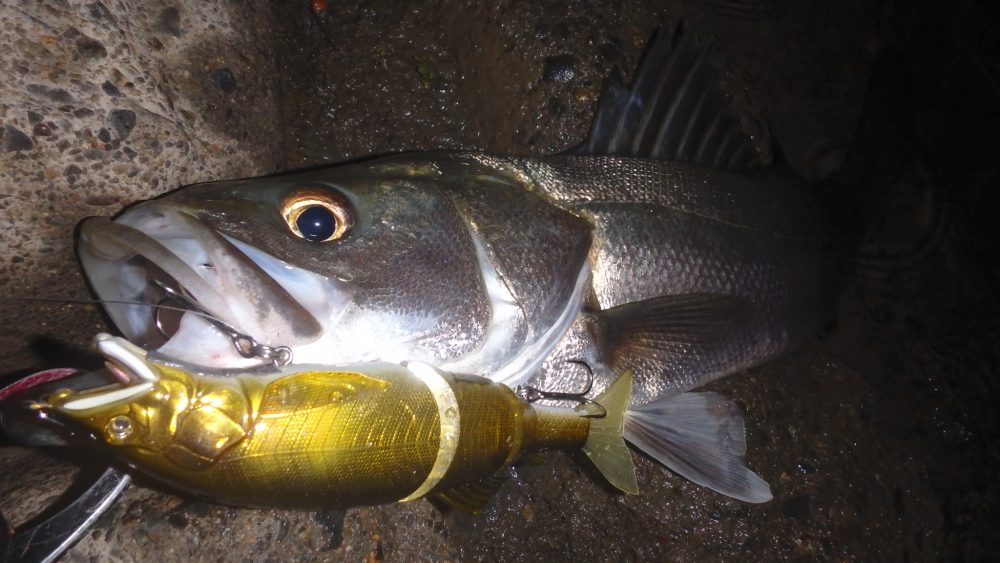 Kuzuryu River-Masamitsu Ohira – LITTLE JACK